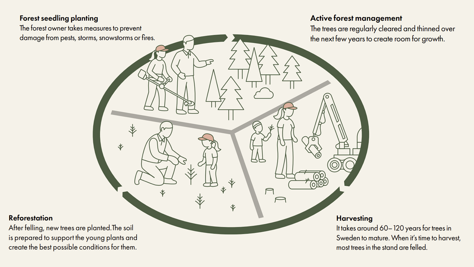 The Swedish forestry model - Swedish Forest Industries Federation