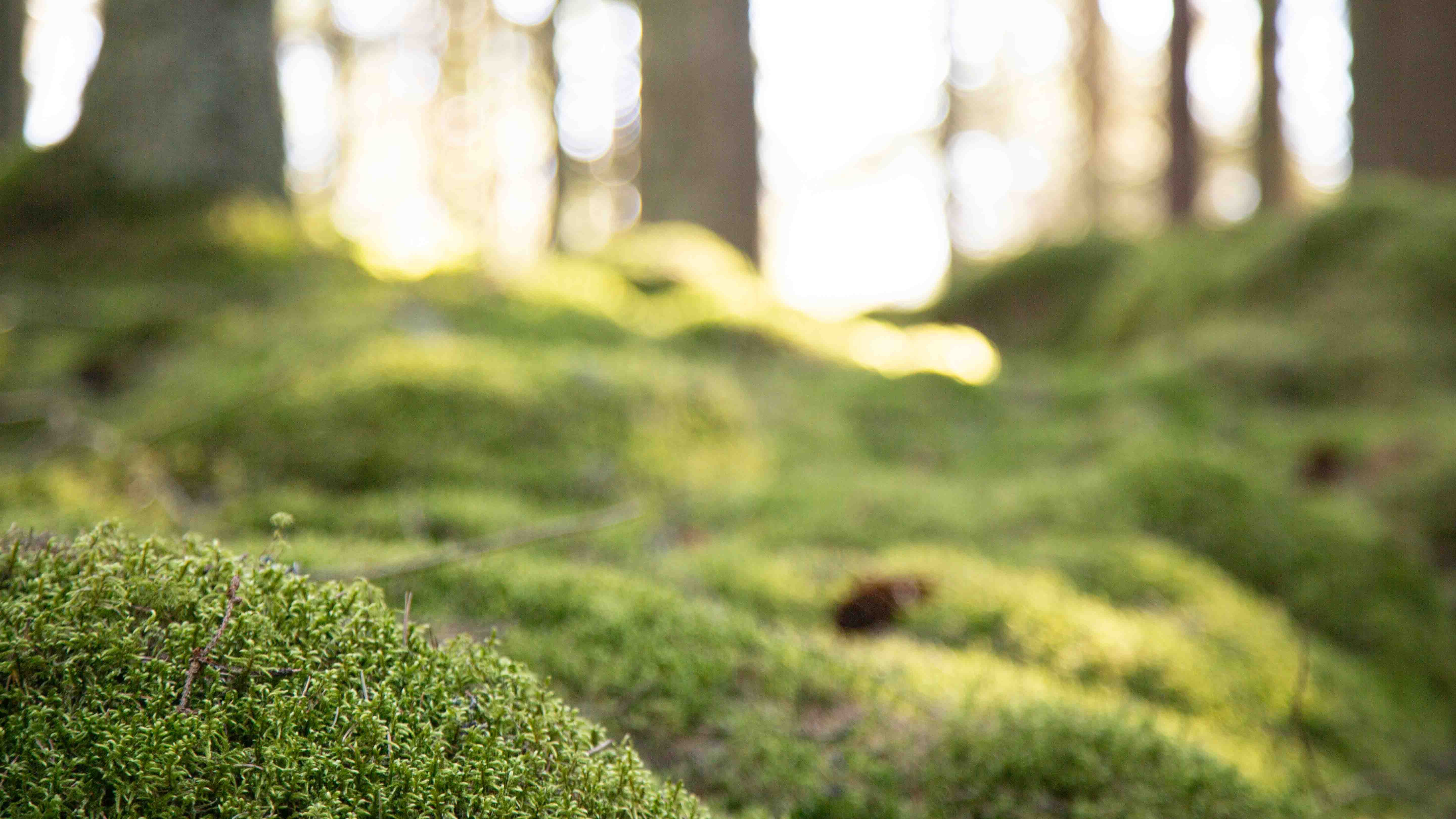 Comments on the Council decision to adopt the EU’s Nature Restoration ...