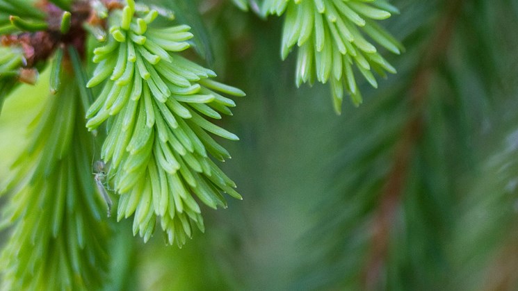 How Sweden's forests are used - Swedish Forest Industries Federation