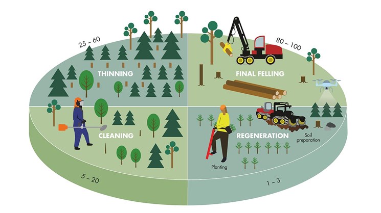 The cycle of forestry - Swedish Forest Industries Federation