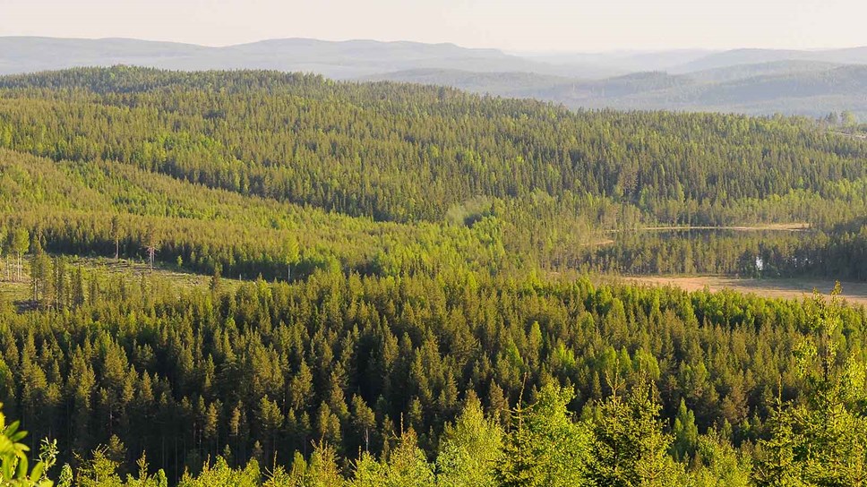 Sweden's forests - Swedish Forest Industries Federation